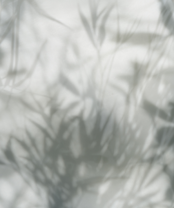 Transience: New Work by Amy Sands, Curated by Dr Megan Arney Johnston ...